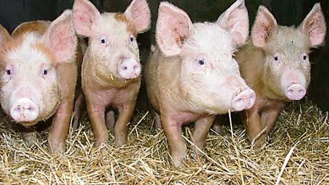 Pigs on film steal the scene at Boscastle | thepost.uk.com