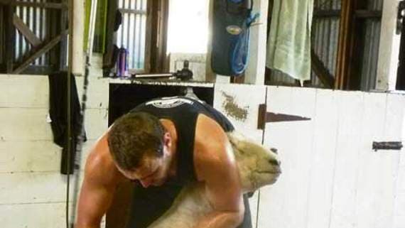 Matt sets his sights on sheep shearing world record | thepost.uk.com