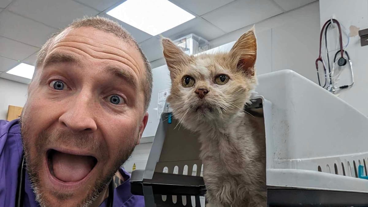 The Adventures Of Budes Unusual Icon ‘meth Cat
